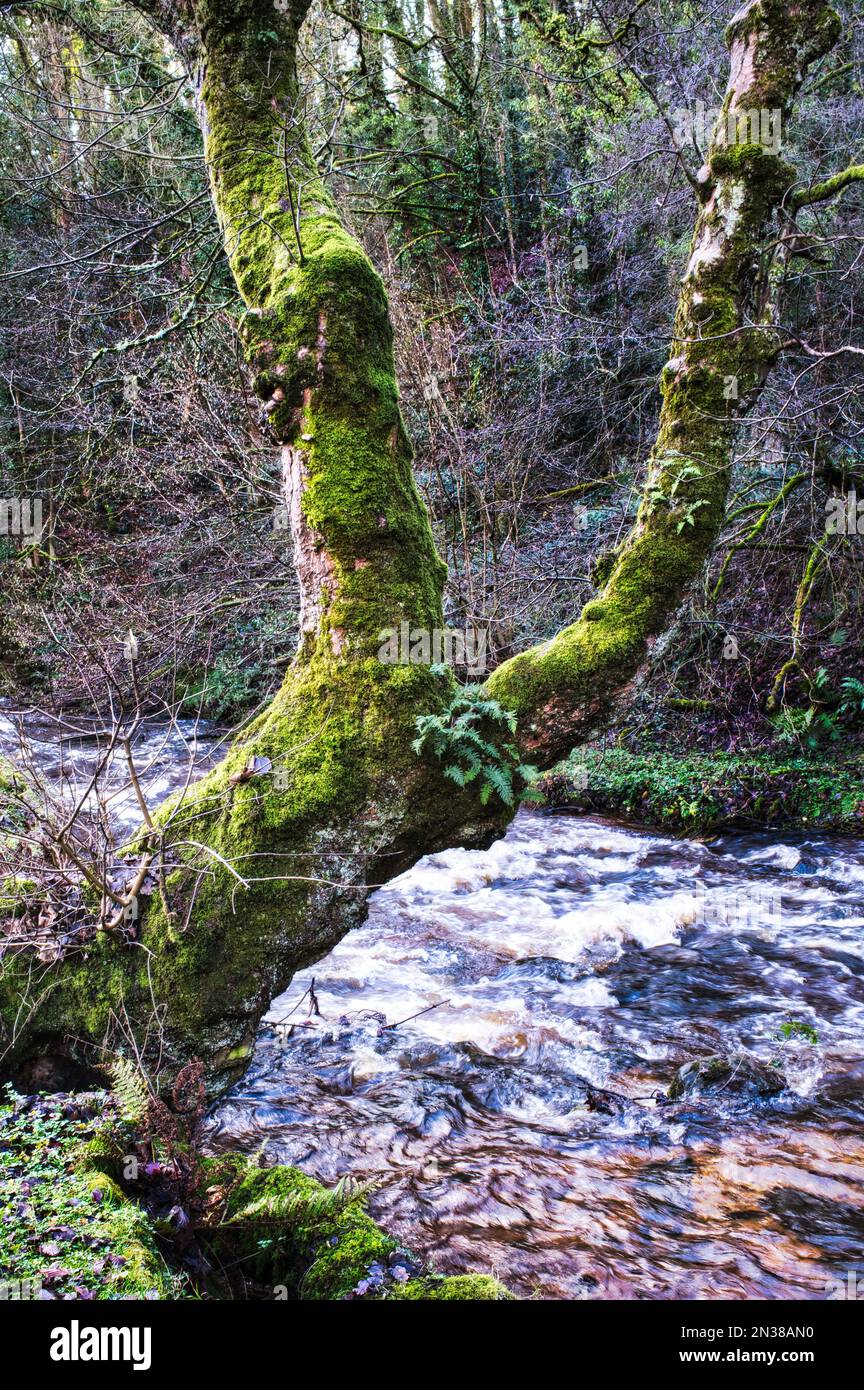Foam tree hi-res stock photography and images - Alamy