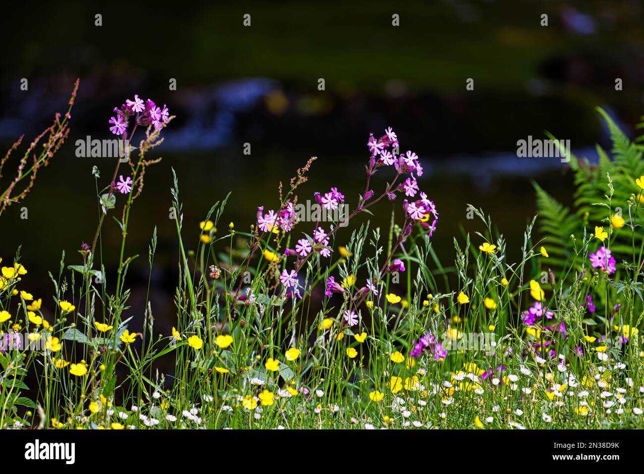 Mixed wild flowers on river embankment Stock Photo - Alamy