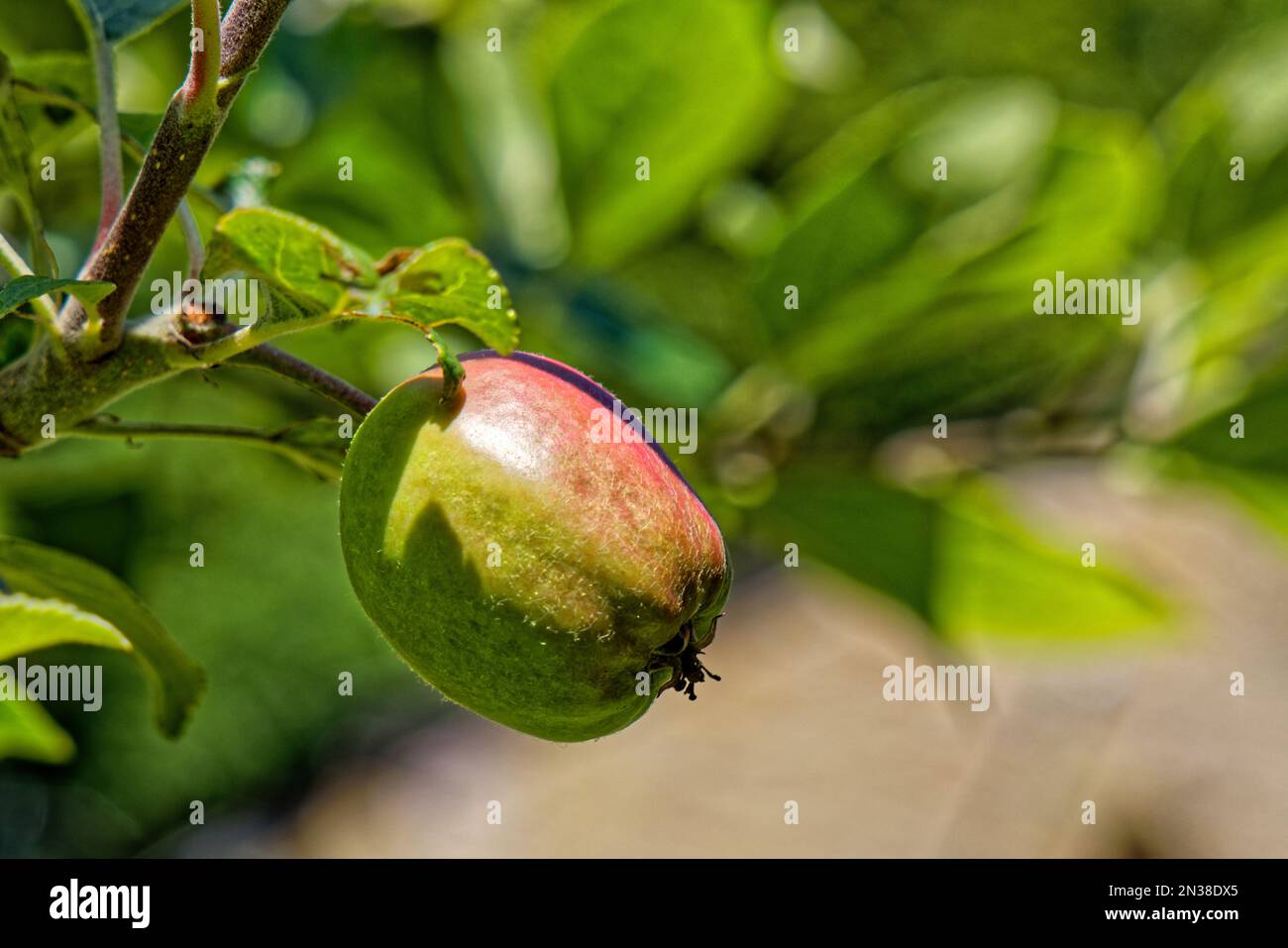 Apple hanging from tree hi-res stock photography and images - Alamy