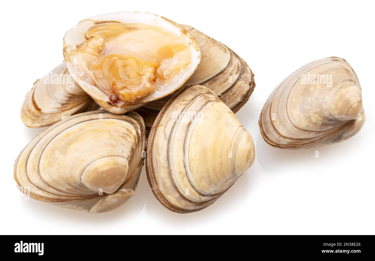 Edible raw clams isolated on white background. Delicacy food Stock ...