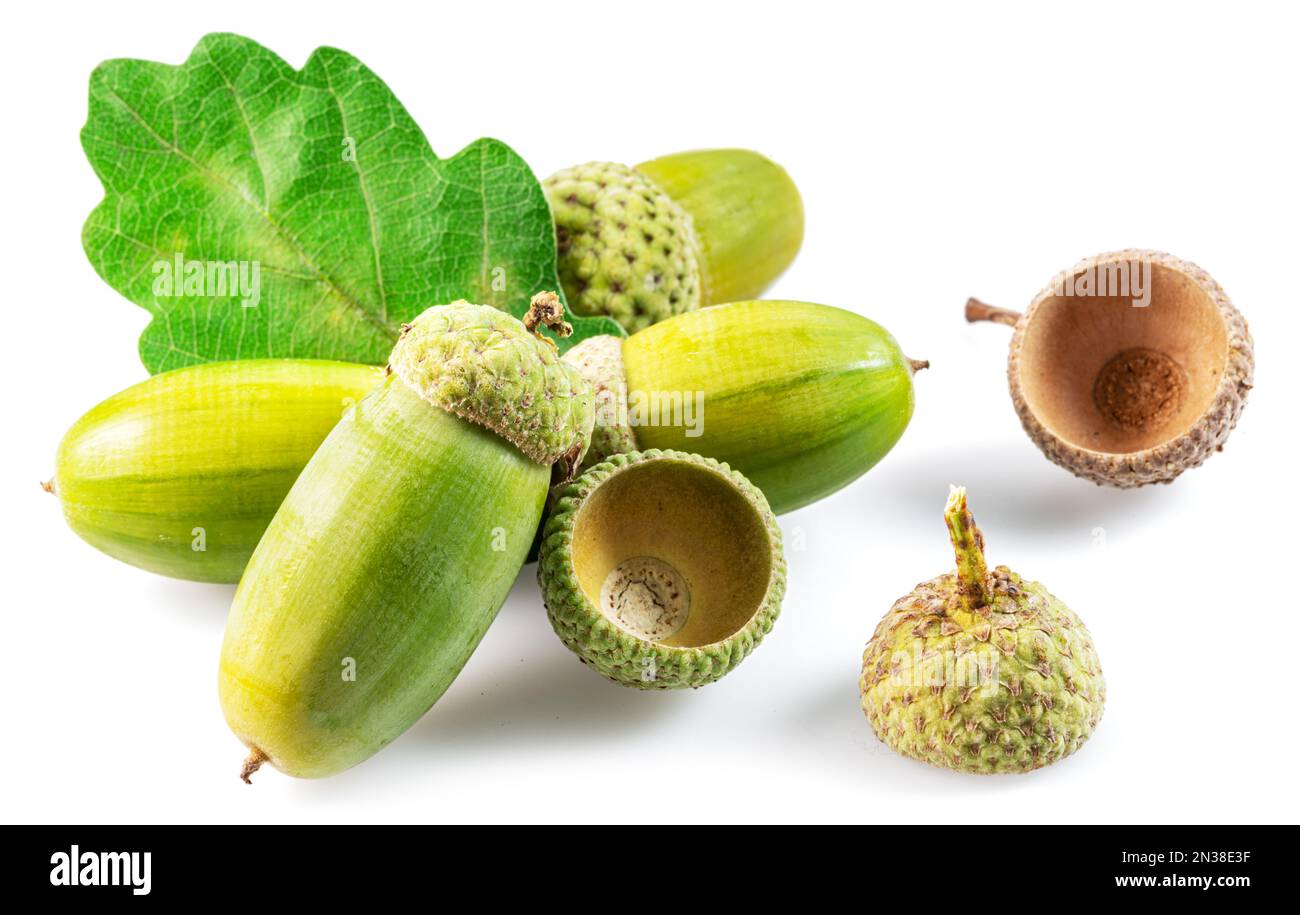 Green oak acorns with oak leaves isolated on white background Stock Photo - Alamy