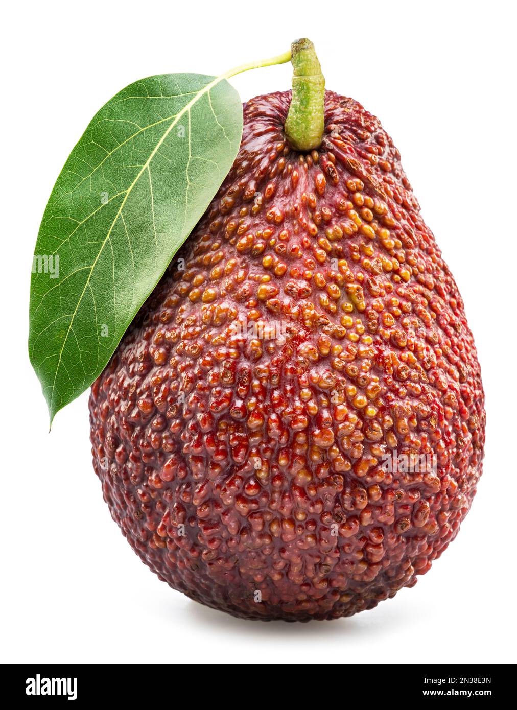 Hass avocado fruit with leaf isolated on white background Stock Photo ...