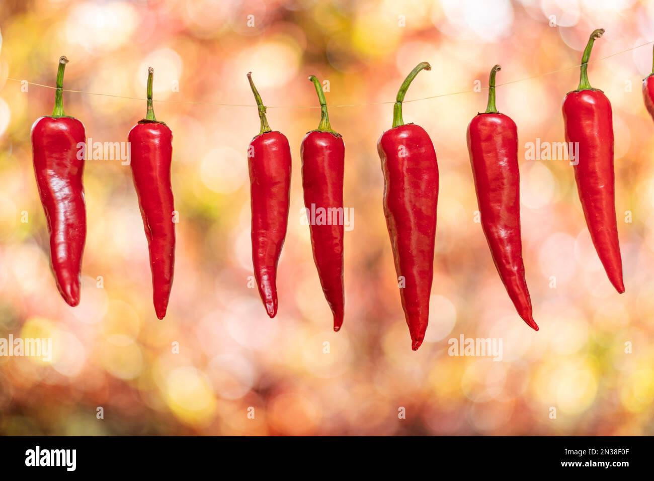 Lot of fresh red chilli peppers strung up on rope. Chili pepper air drying process Stock Photo ...