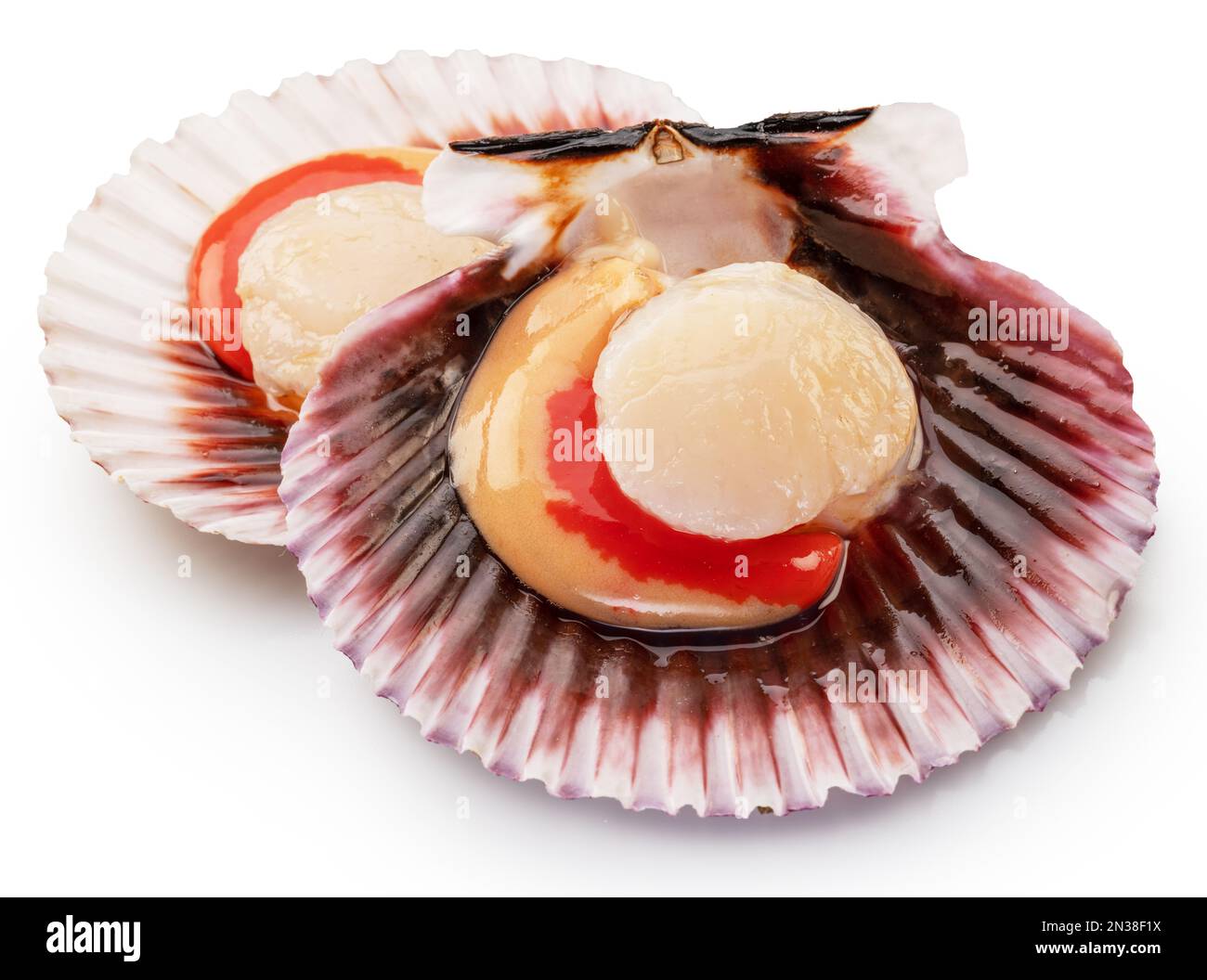 Fresh opened scallop with scallop roe or coral close up. File contains ...
