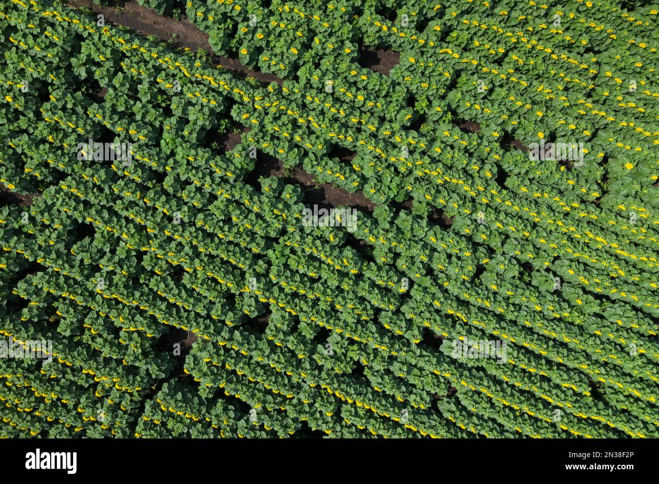 Panoramic view of sunflower field. Top view of sunflower heads. Picture ...
