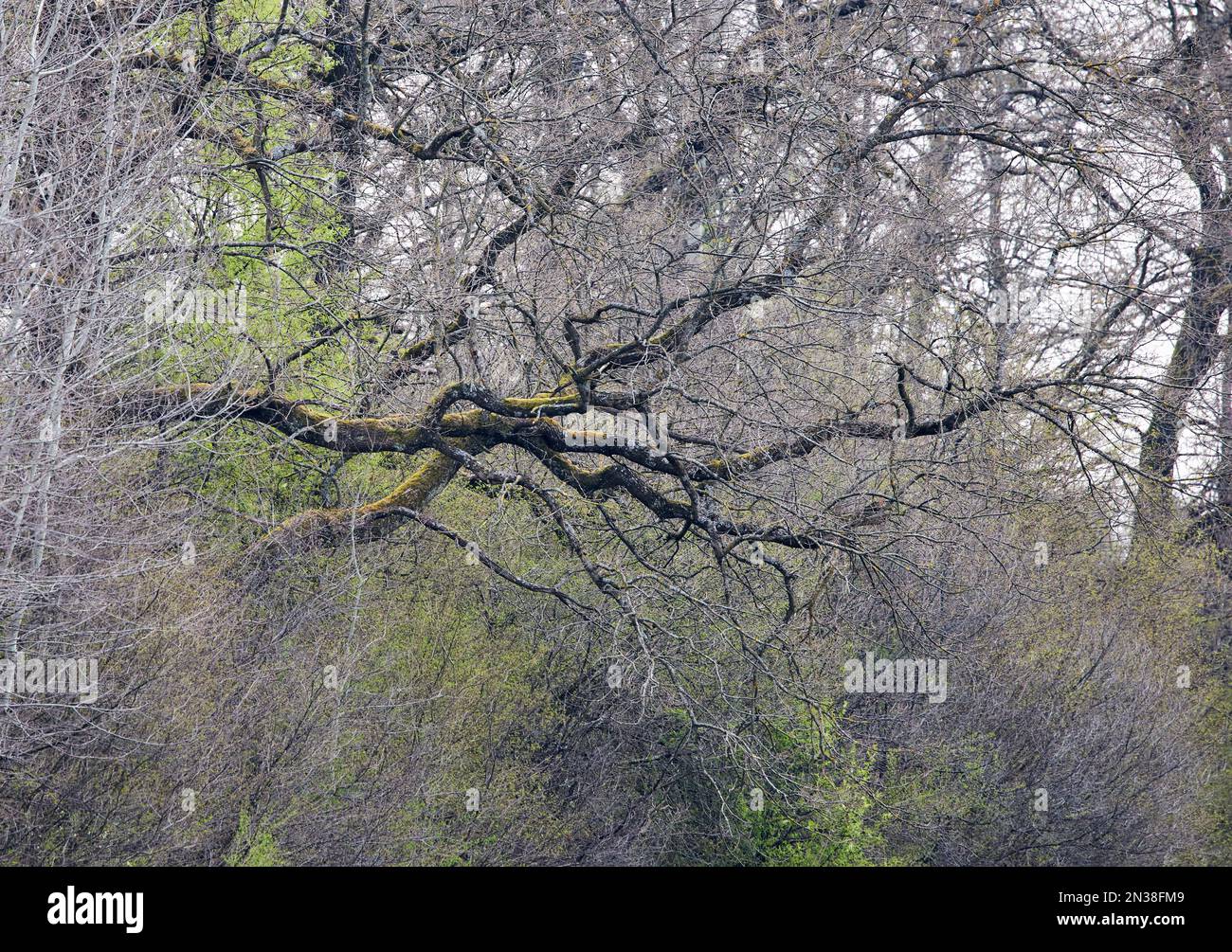 Deciduous branches hi-res stock photography and images - Alamy