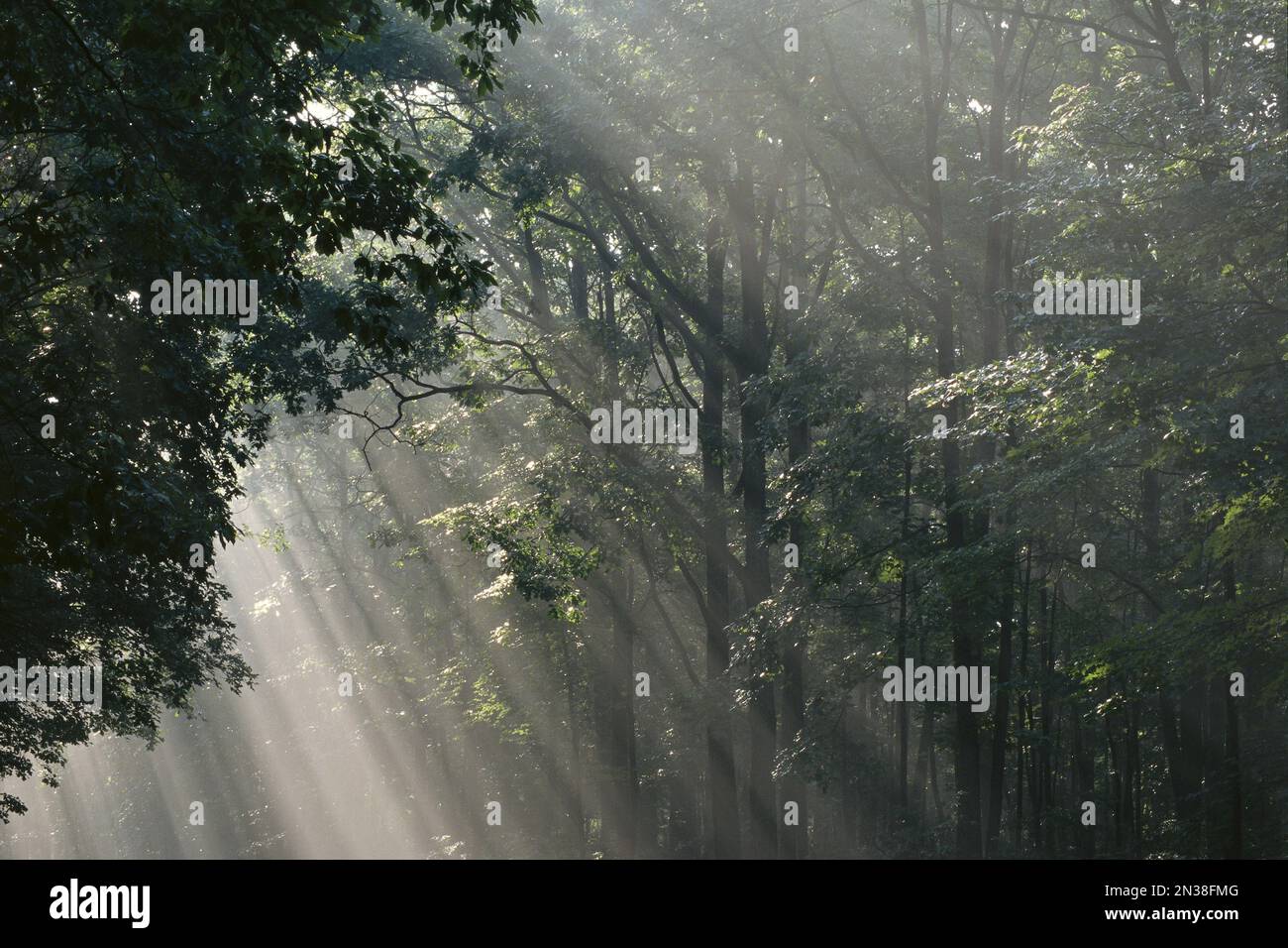 Dreamy new forest fog photography hi-res stock photography and images ...