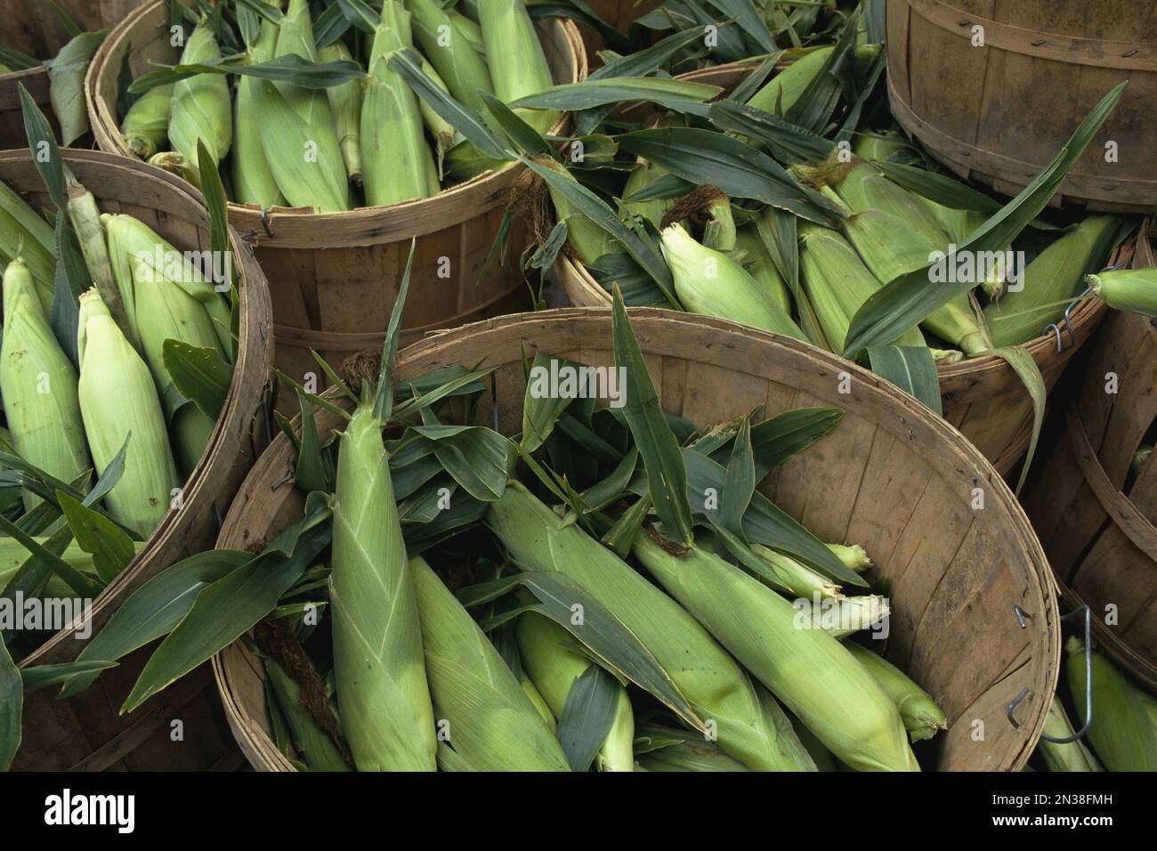 Corn in Bushel Baskets Stock Photo - Alamy