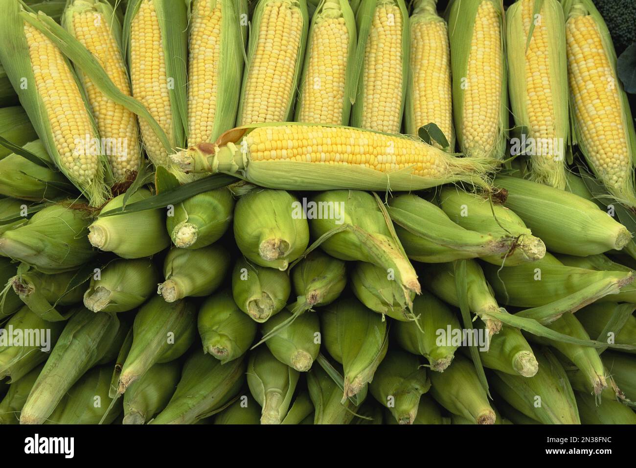 Show corn hi-res stock photography and images - Alamy