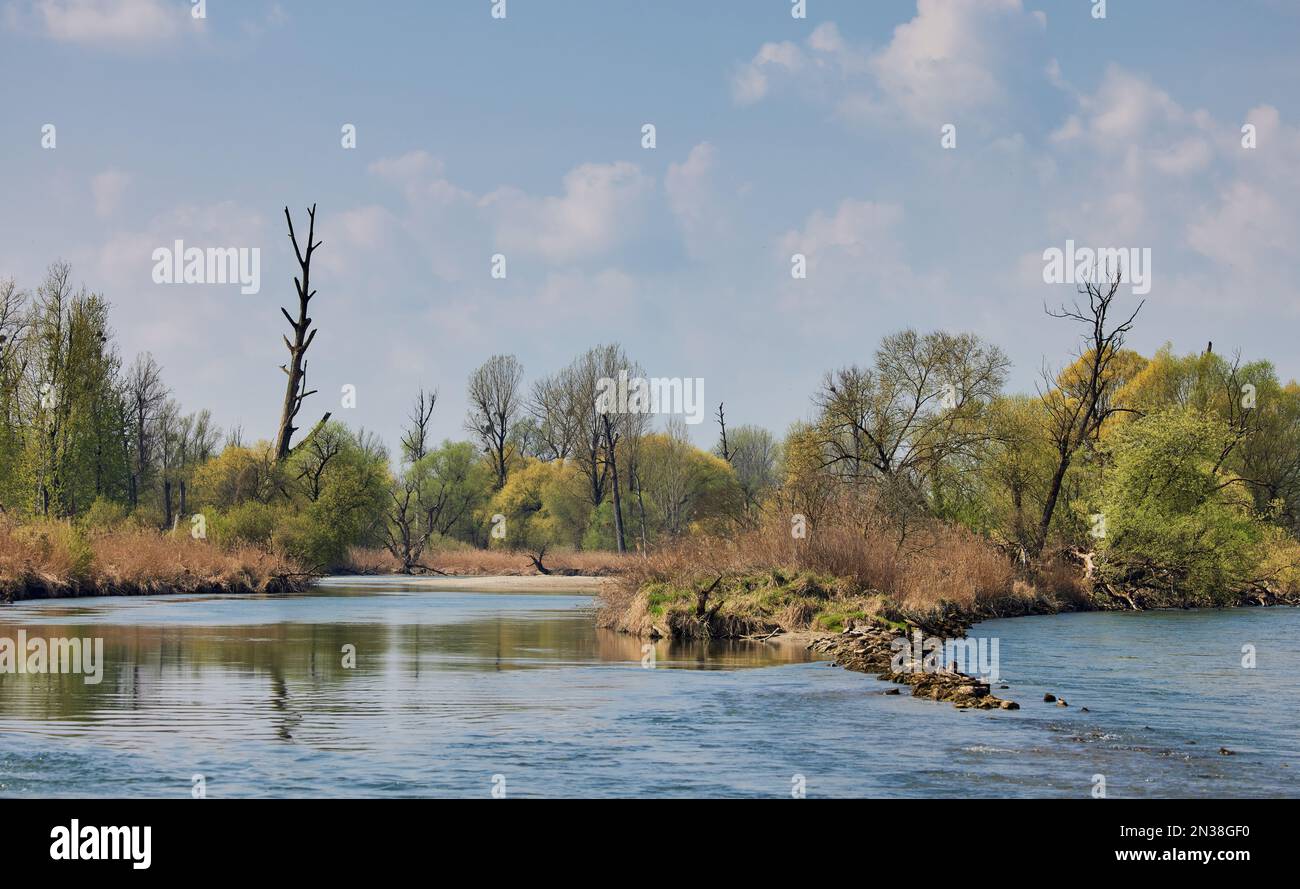 The river of Isar in Bavaria, Germany during spring time with trees in ...