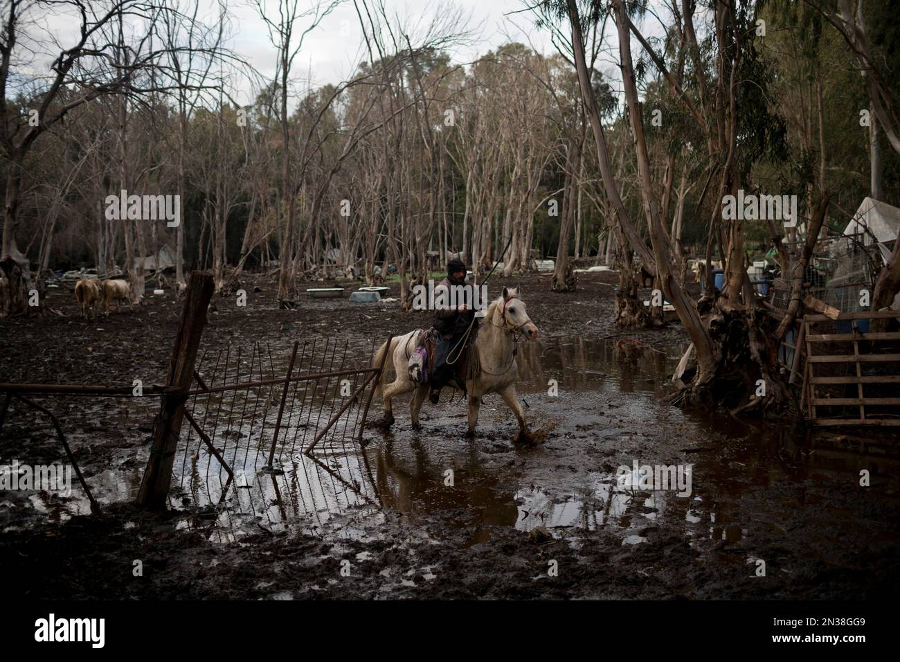 An Israeli shepherd rides his horse in his farm near the northern ...