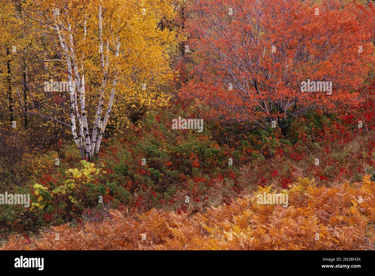 Trees in Autumn Stock Photo - Alamy