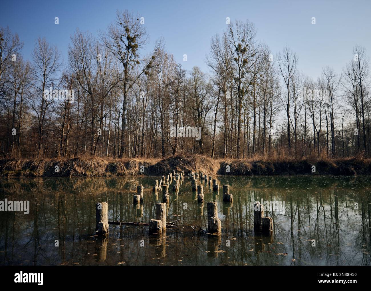 The big wooden pillars in the river of Isar in Bavaria, Germany, with ...
