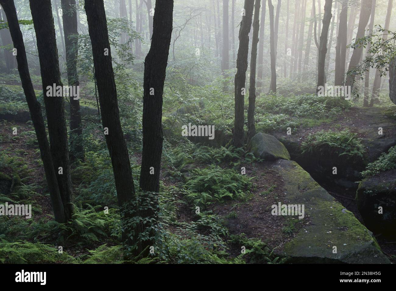 Allegheny national forest beauty hi-res stock photography and images ...