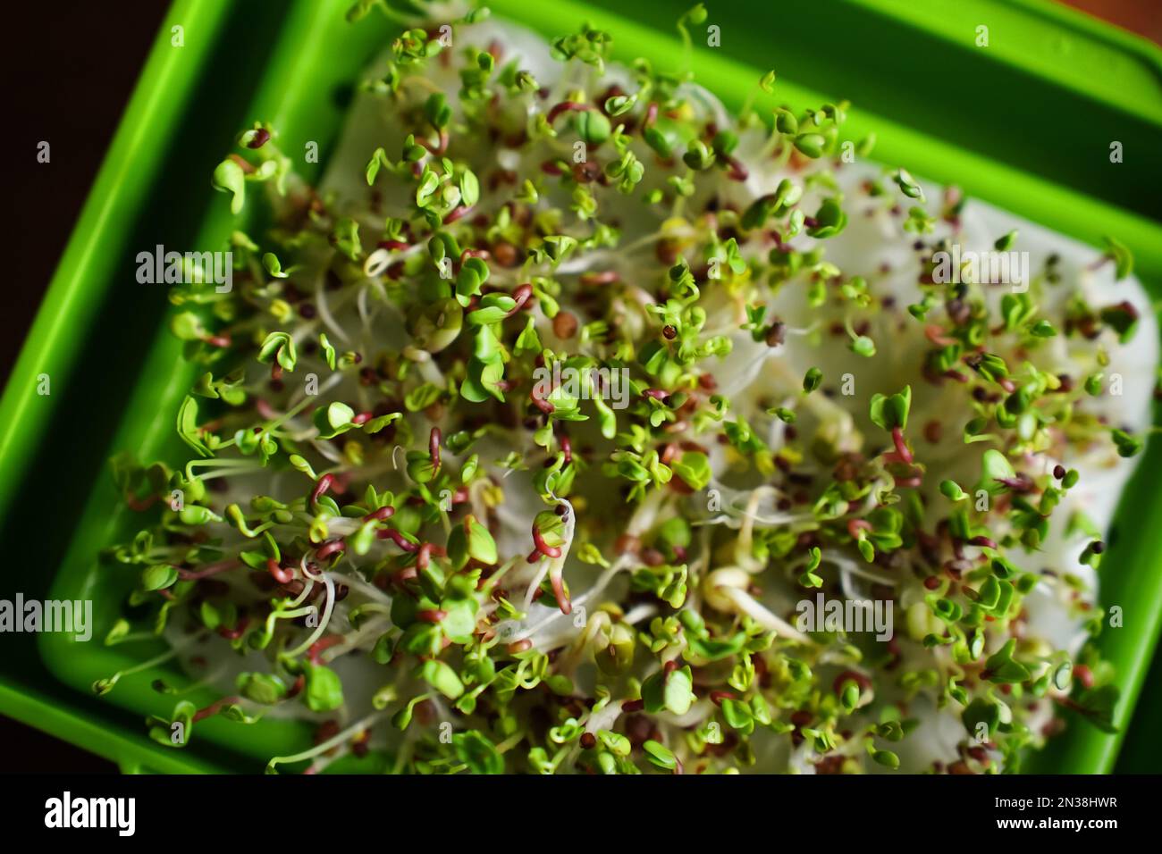 Close-up sprouting organic Microgreens. Seed Germination at home. Vegan ...