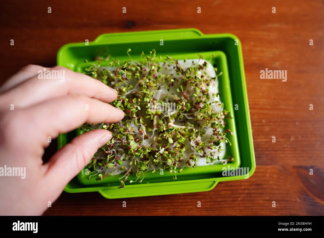 Sprouting organic Microgreens. Seed Germination at home. Vegan and ...