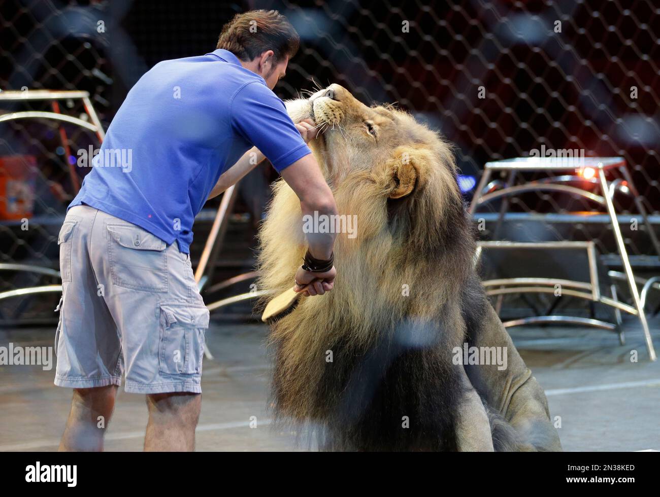 Big cat trainer Alexander Lacey combs the fur of a lion during a media ...