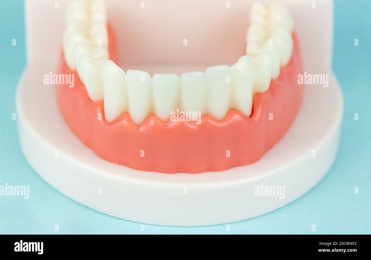 Dental prosthesis on blue background, close-up. Old age. Teeth. Jaw ...