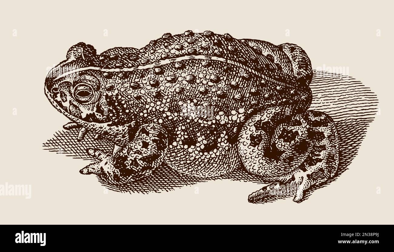 Natterjack toad illustration Stock Vector Images - Alamy