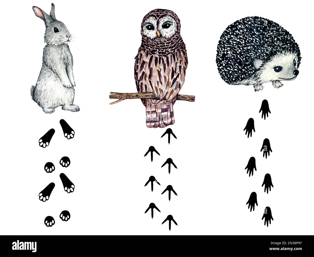 Watercolor wild forest animal footprints. Nature illustration hedgehog ...