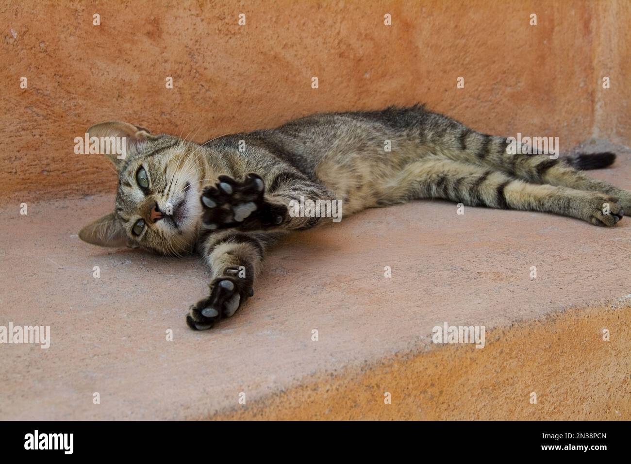 Cat stairs foot hi-res stock photography and images - Alamy