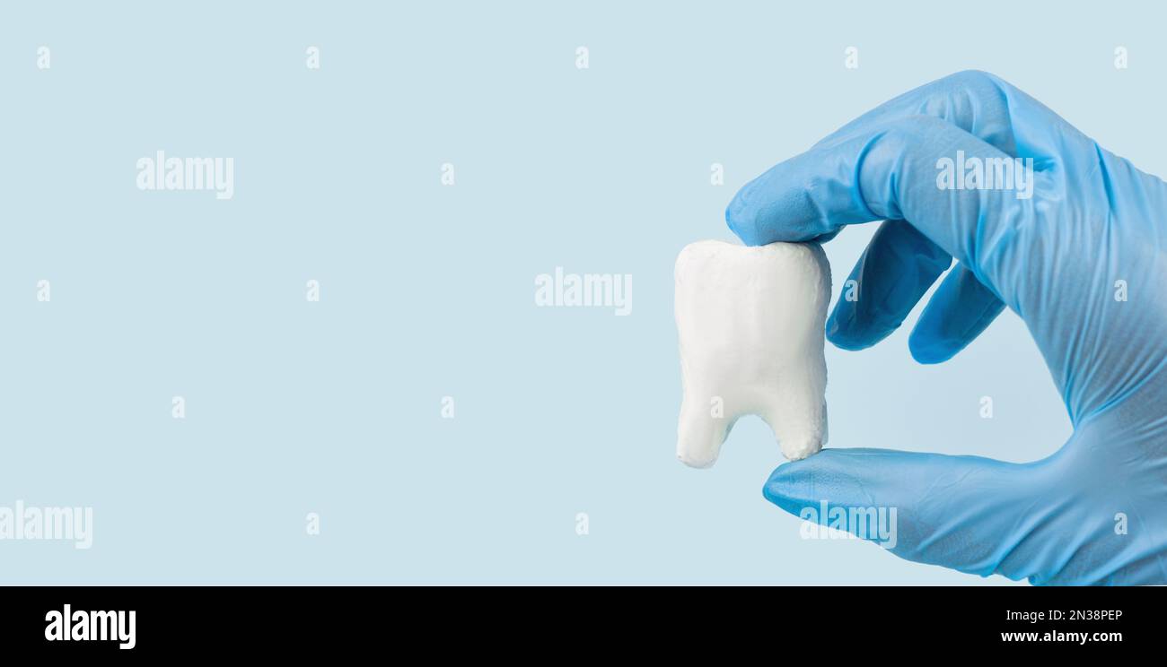Hand in blue medical gloves holding white molar, dental concept Stock ...