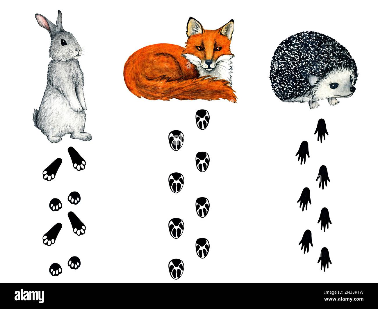 Watercolor wild forest animal footprints. Illustration fox, hedgehog ...