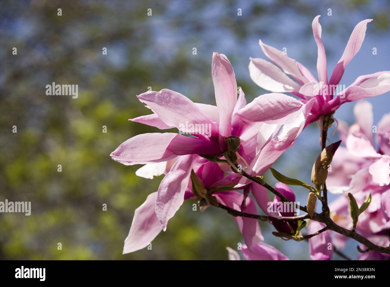 Canadian magnolia tree hi-res stock photography and images - Alamy