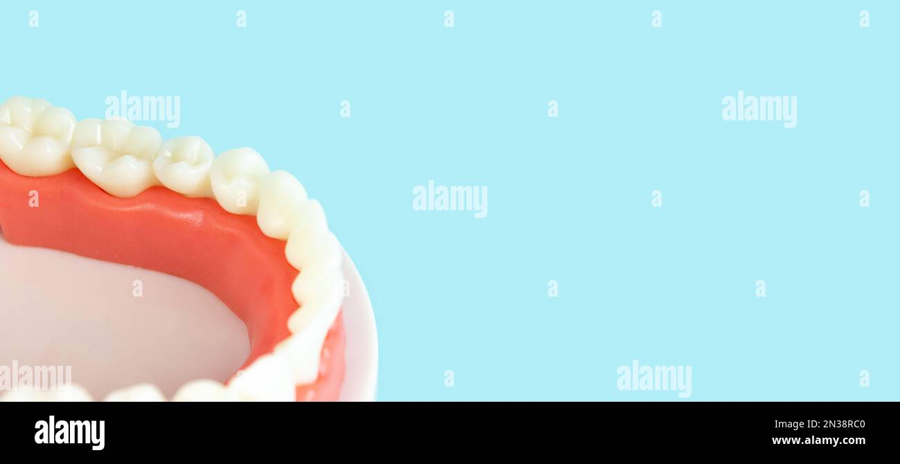 Dental Teeth Model dentures on blue background, close-up. Regular ...