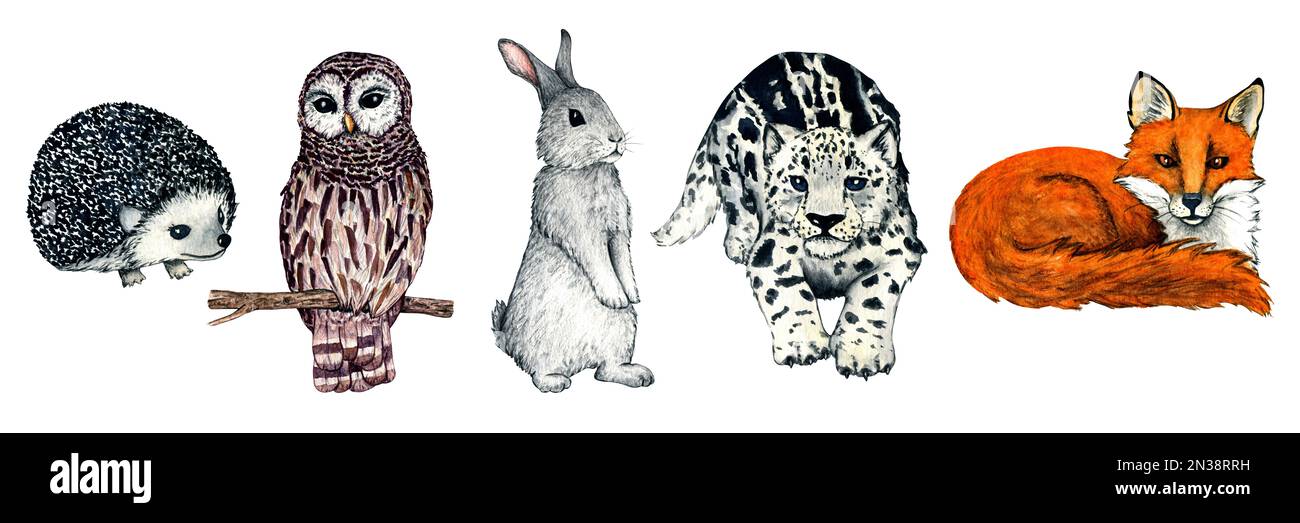 Watercolor wild forest animal footprints. Illustration fox, hedgehog ...