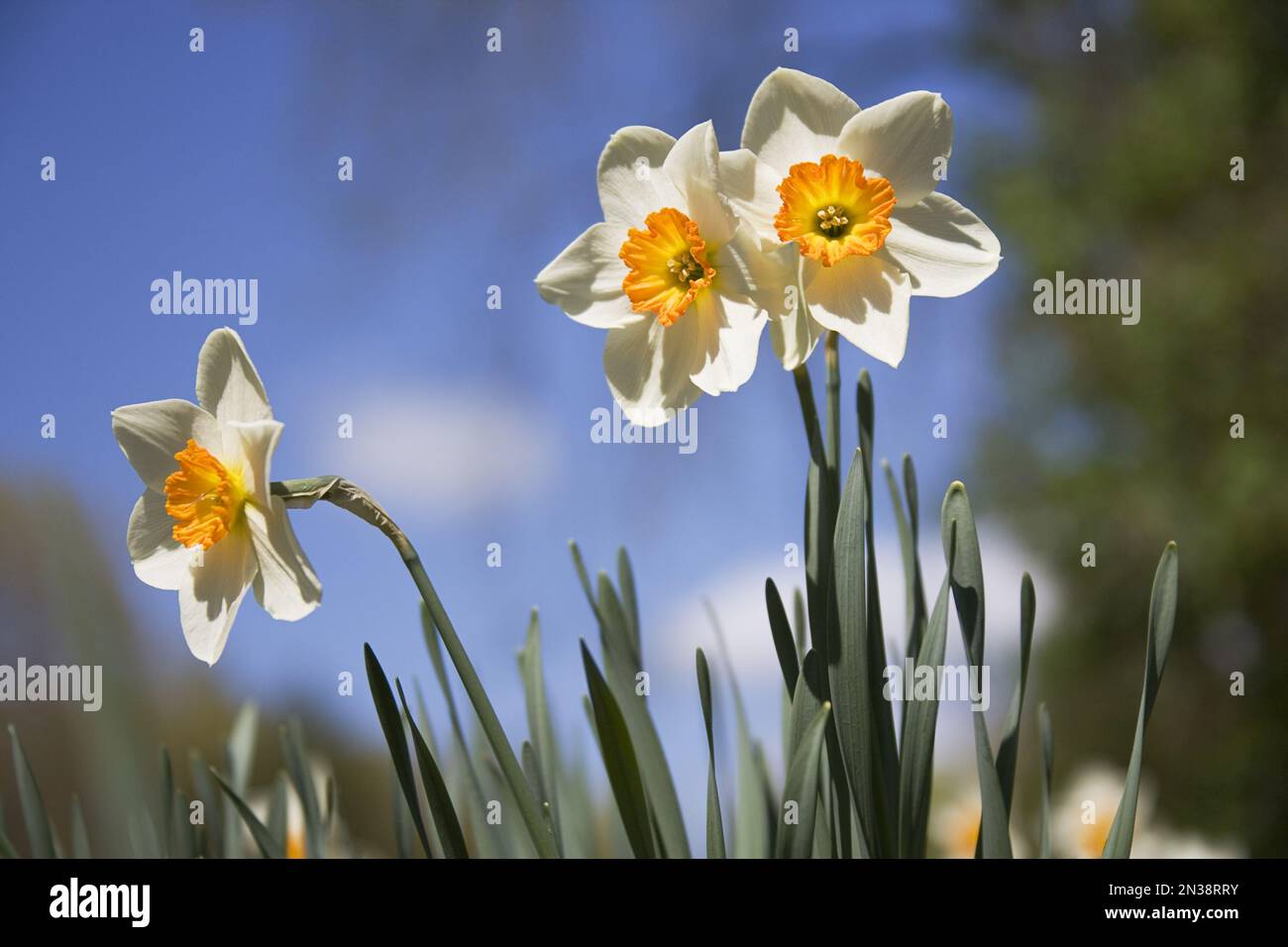 Pure white daffodils hi-res stock photography and images - Alamy