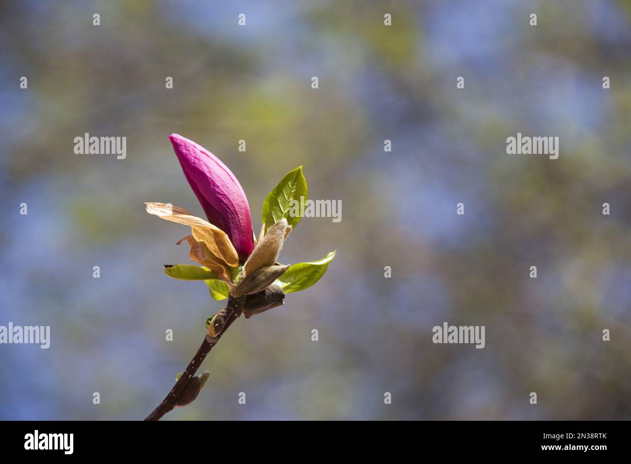 Canadian magnolia tree hi-res stock photography and images - Alamy