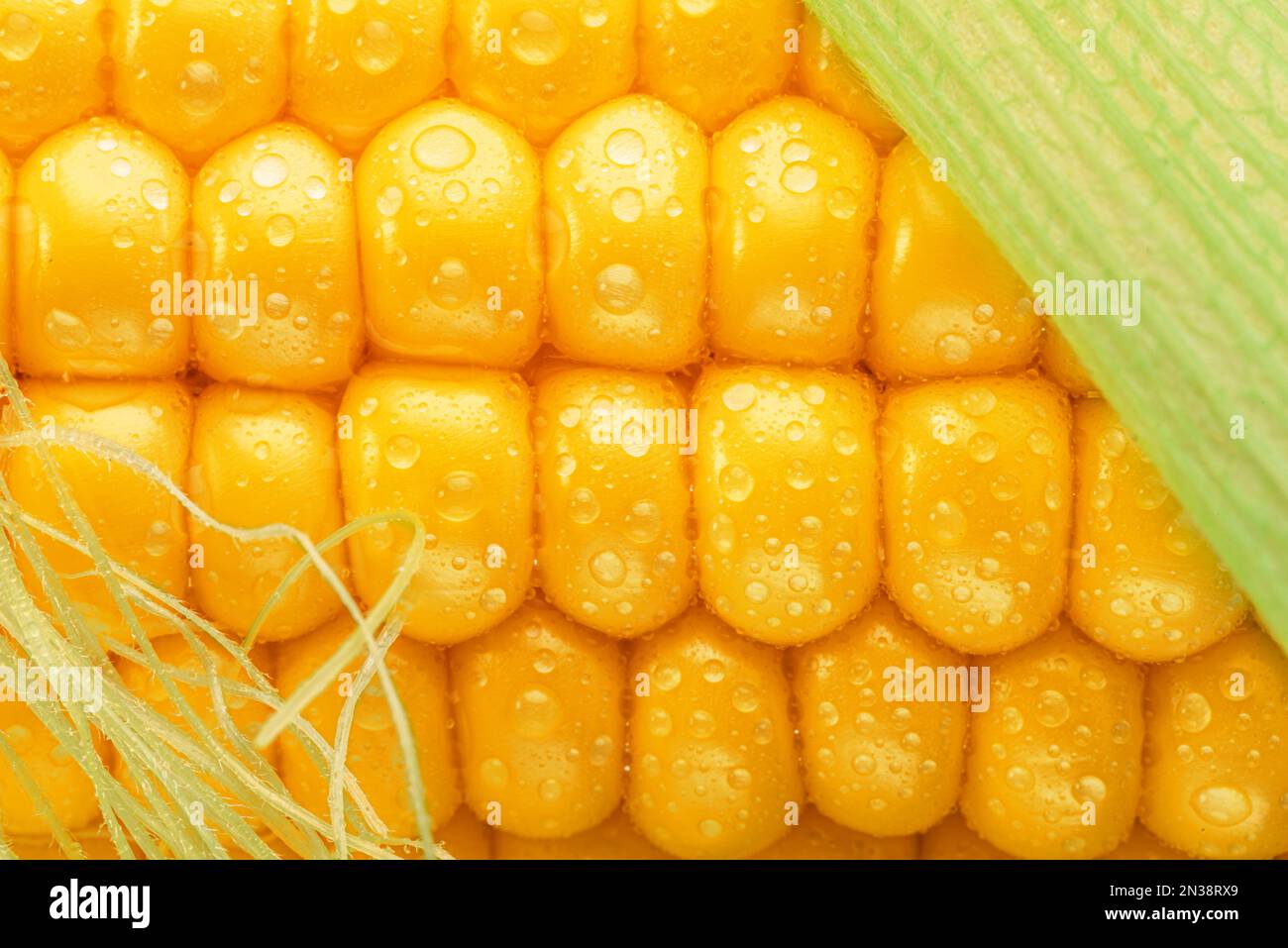 Maize seeds in corn cob covered with small water drops. Macro shot ...