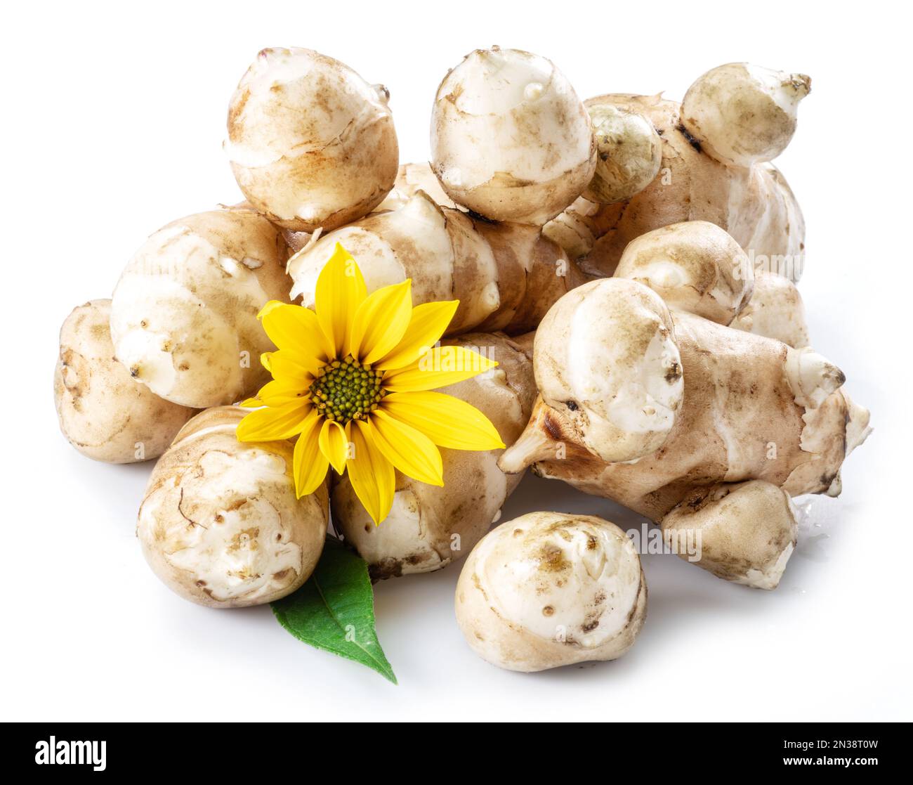 Jerusalem artichoke roots with leaves and flower of Jerusalem artichoke ...