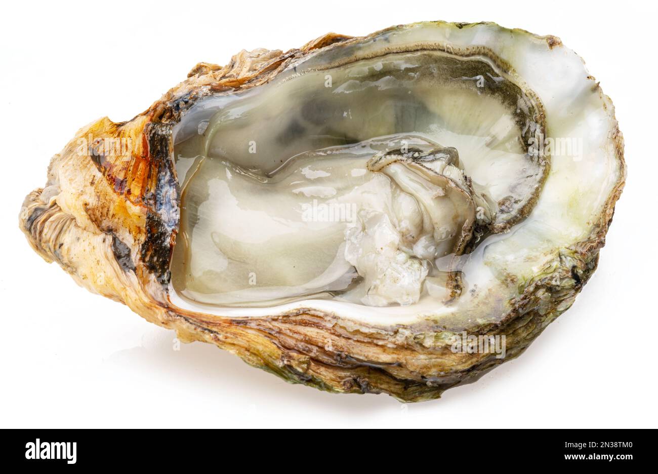 Open oyster closed isolated hi-res stock photography and images - Alamy