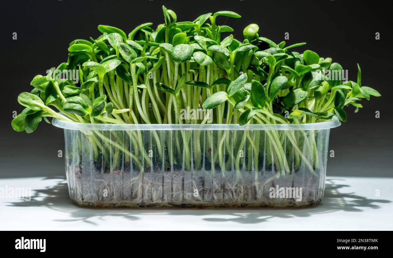 Sprouted seeds of sunflower on white table. Isolated on black ...