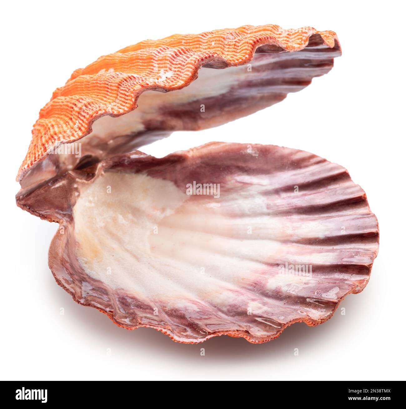 Fresh live opened scallop with scallop roe or coral close up. File ...