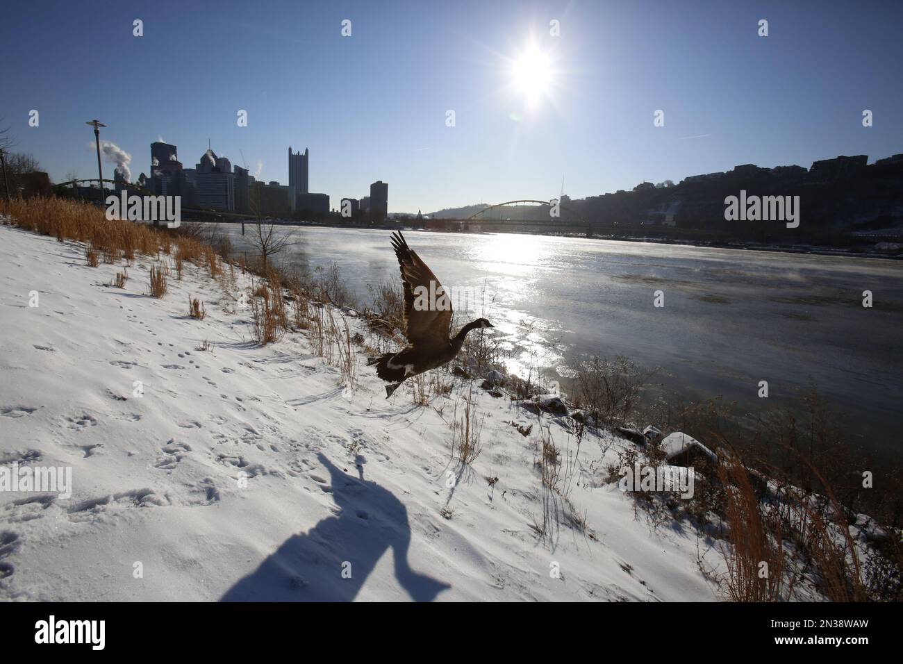 A Canada goose takes off from the riverbank on the Northshore of ...