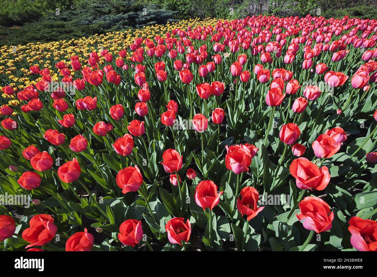 Tulips, Commissioners Park at Dow's Lake, Ottawa, Ontario, Canada Stock ...