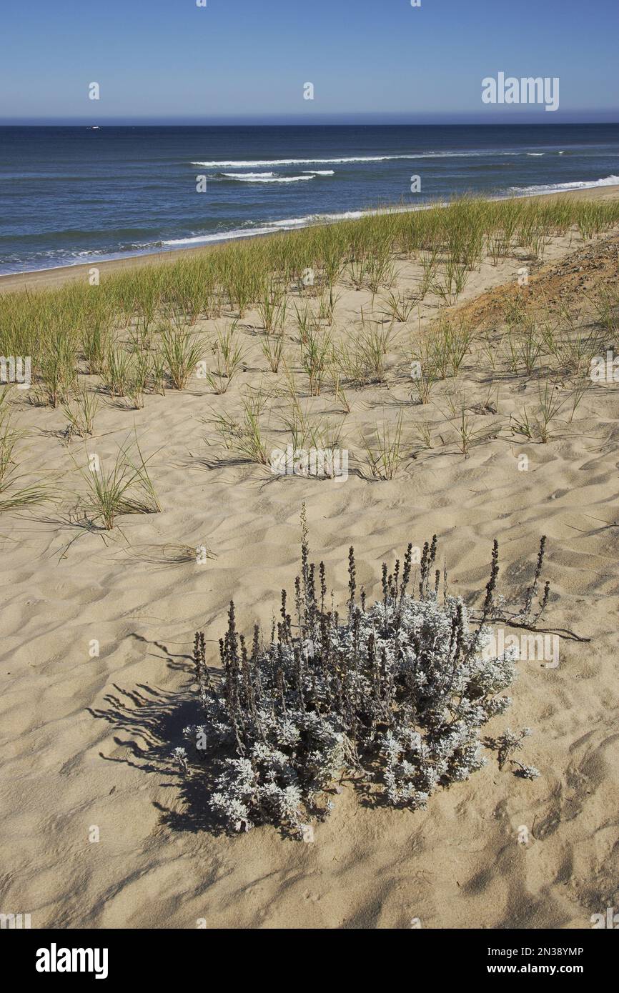 Dried Plants, Marconi Beach, Cape Cod National Seashore, Wellfleet ...