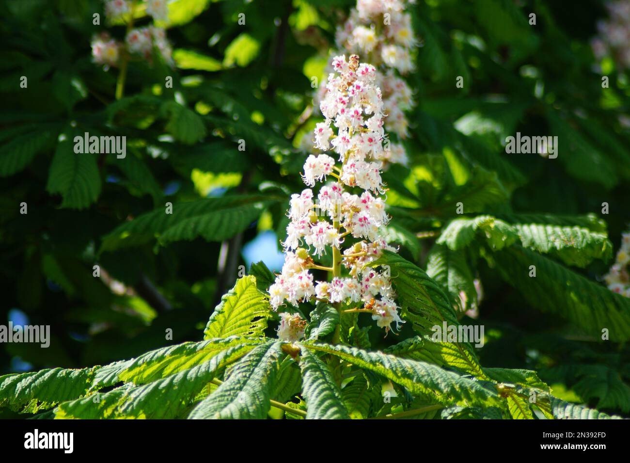 White chestnut hi-res stock photography and images - Alamy