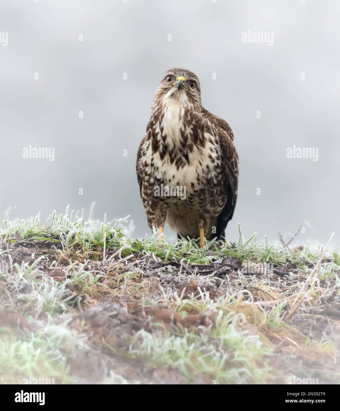 Common buzzard photos hi-res stock photography and images - Alamy