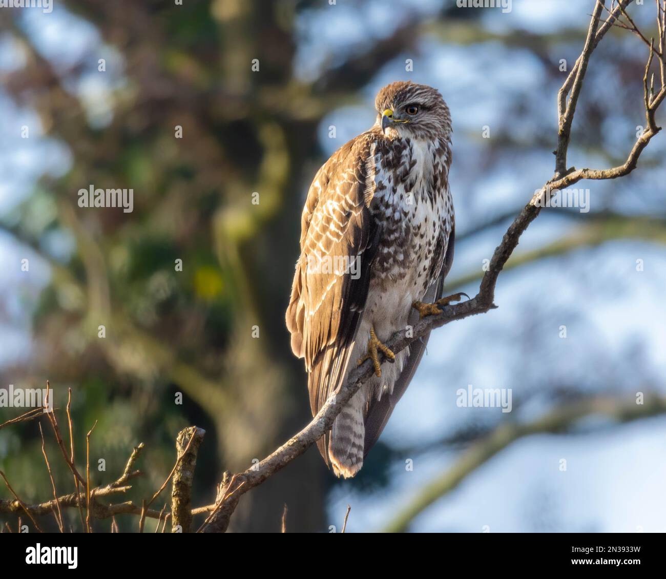 Buzzards in a tree hi-res stock photography and images - Alamy