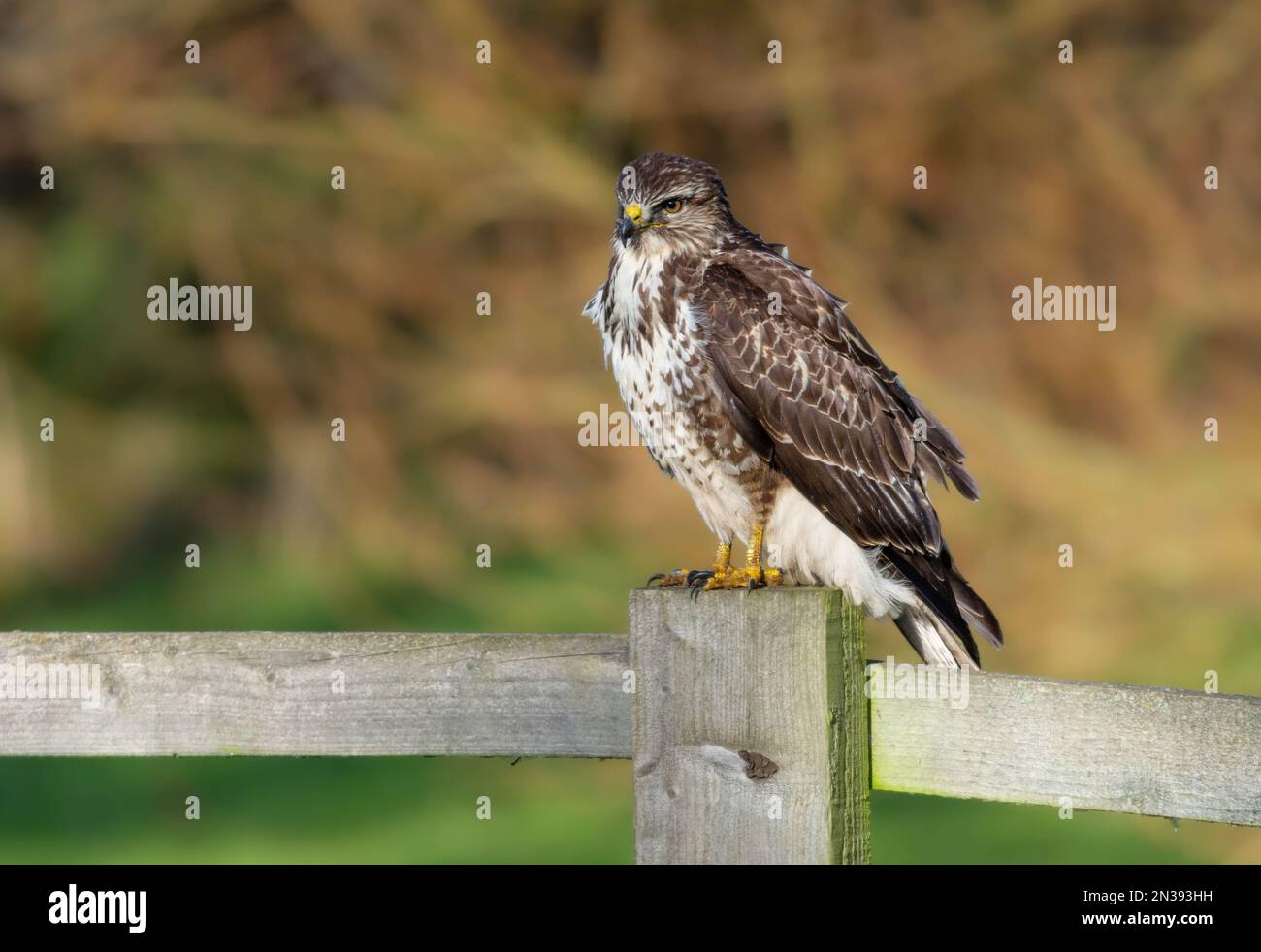 Common buzzard photos hi-res stock photography and images - Alamy