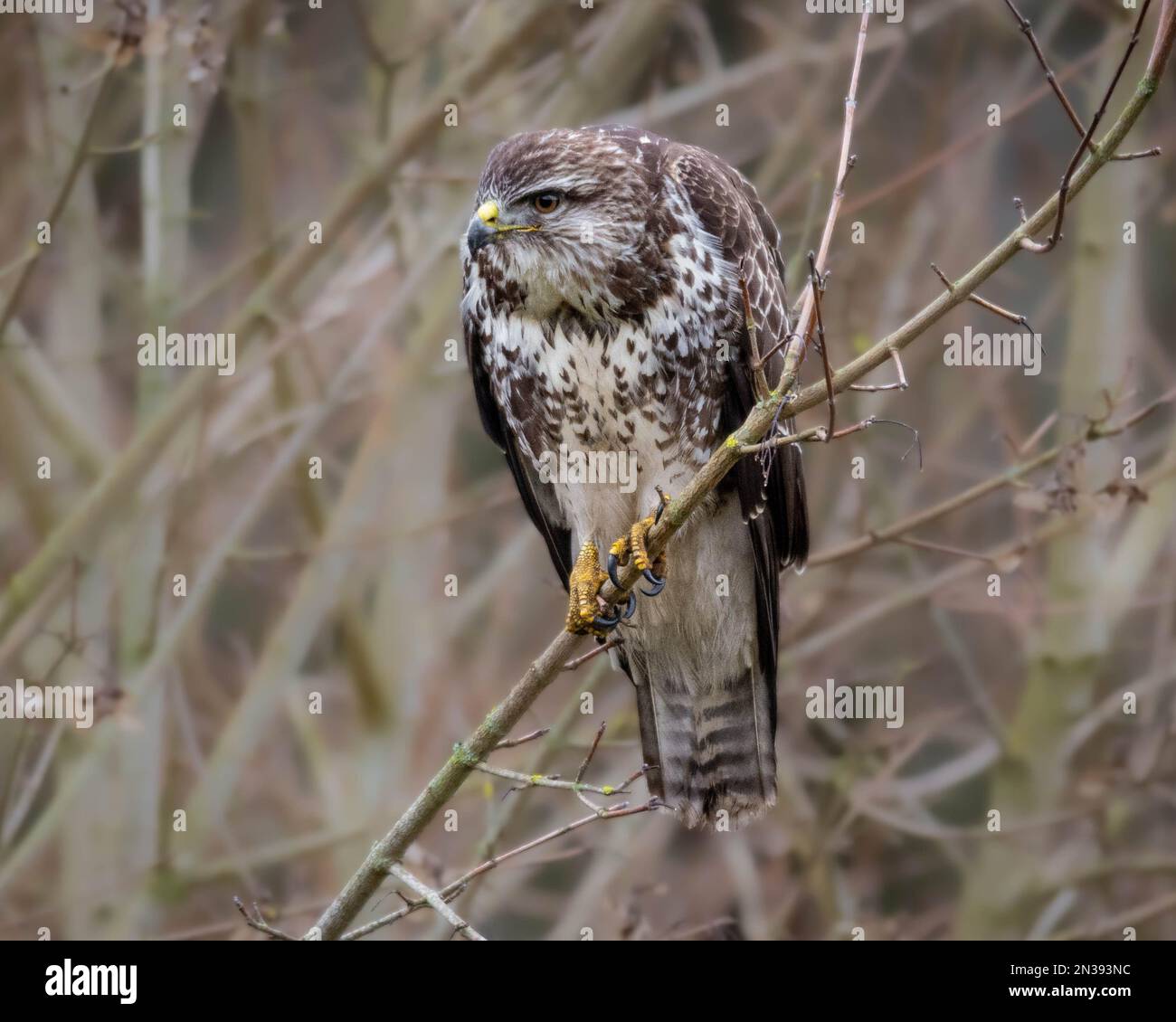 Common buzzard photos hi-res stock photography and images - Alamy