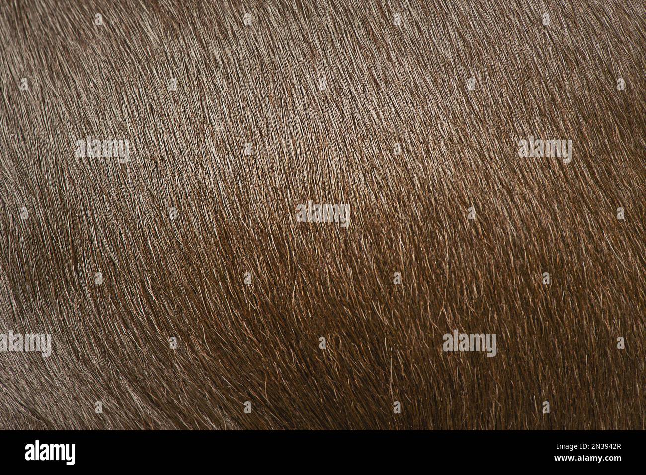 Shiny Chihuahua fur. The fur of the dog is black as a macro background ...