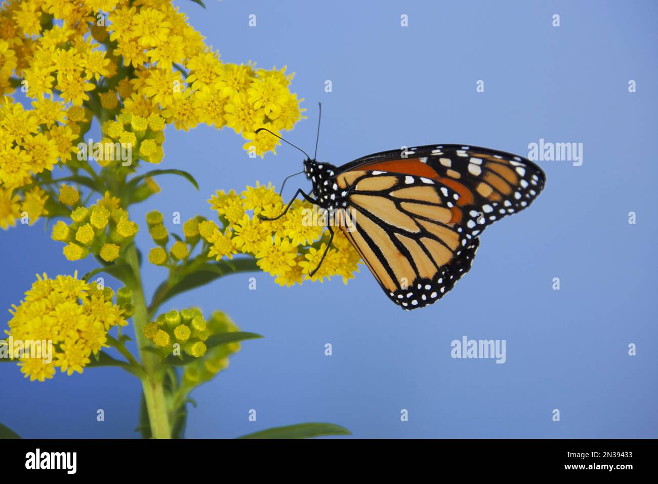 Monarch Butterfly on Goldenrod, Hyannis, Cape Cod, Massachusetts, USA ...