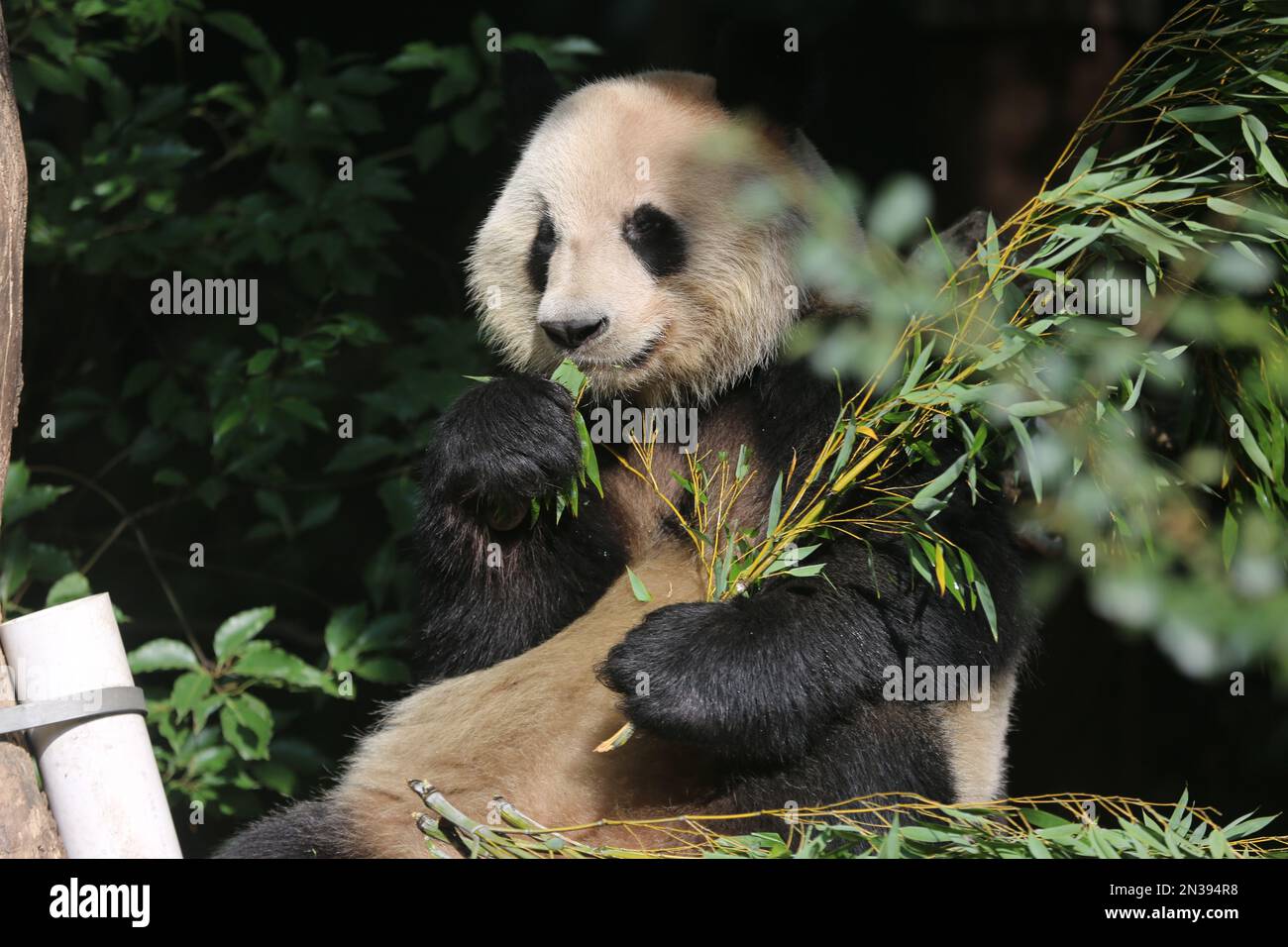 A beautiful shot of a panda chewing on branches hiding behind a plant ...