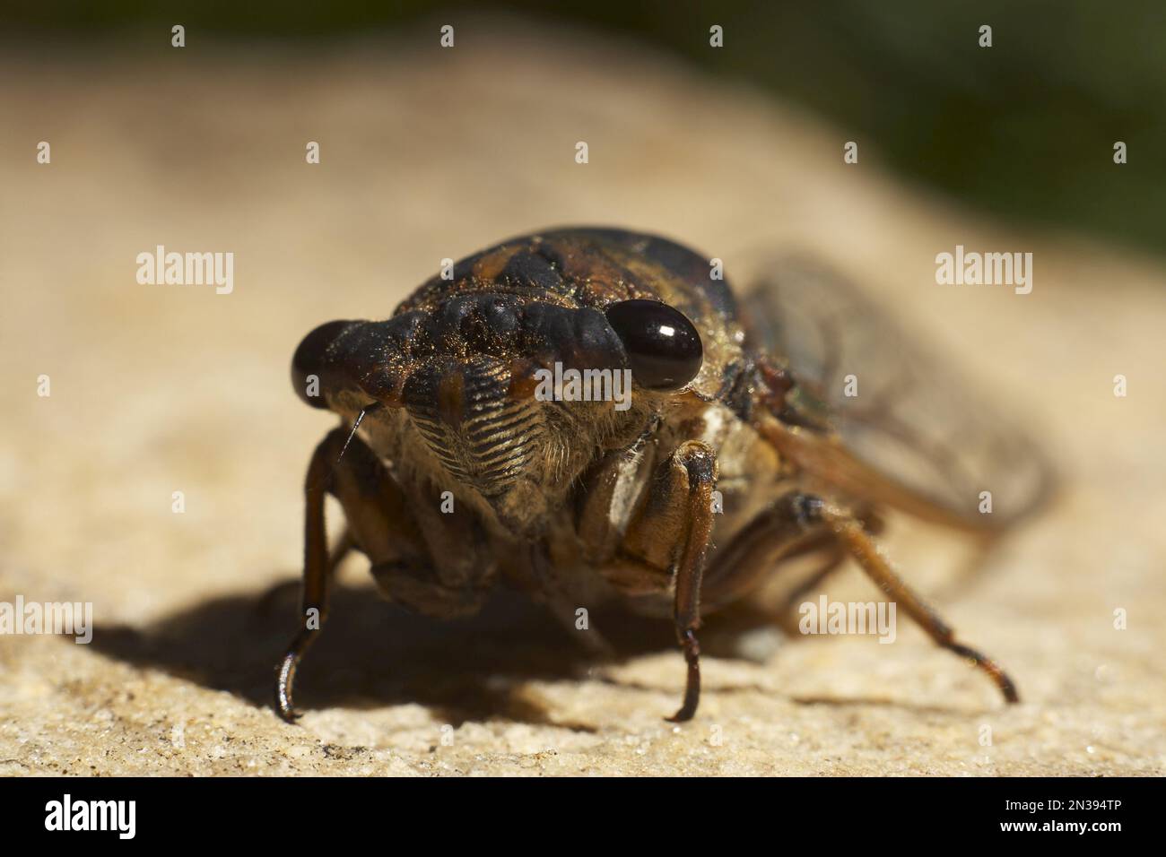 American cicada hi-res stock photography and images - Alamy