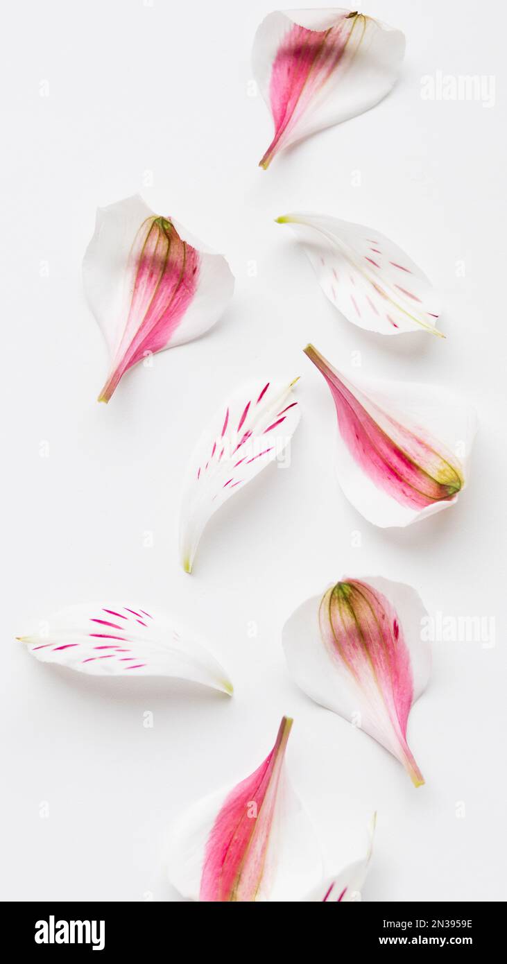 Vertical banner with fragile flower petals. Pink Alstroemeria petals ...
